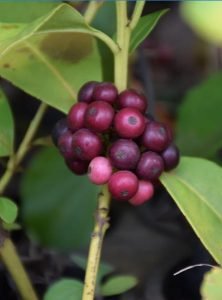 ¿Cómo se produce la yerba mate? - Mate Angiru